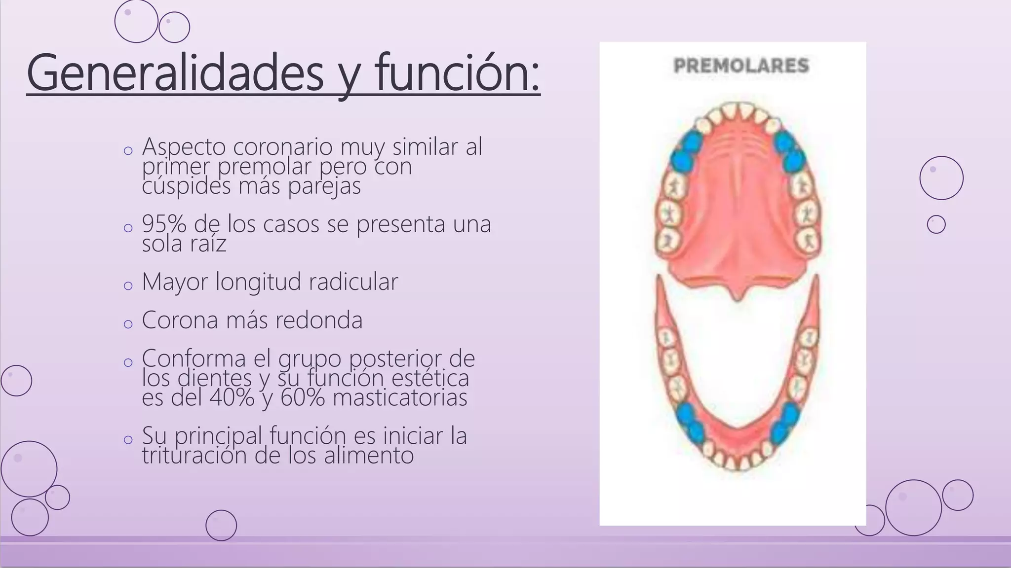 Segundo Premolar Superior Permanente | PPTX