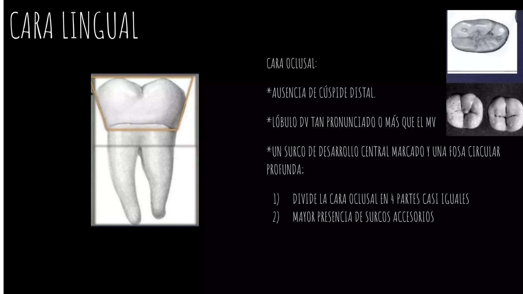 Segundos molares superior e inferior, permanentes. | PDF