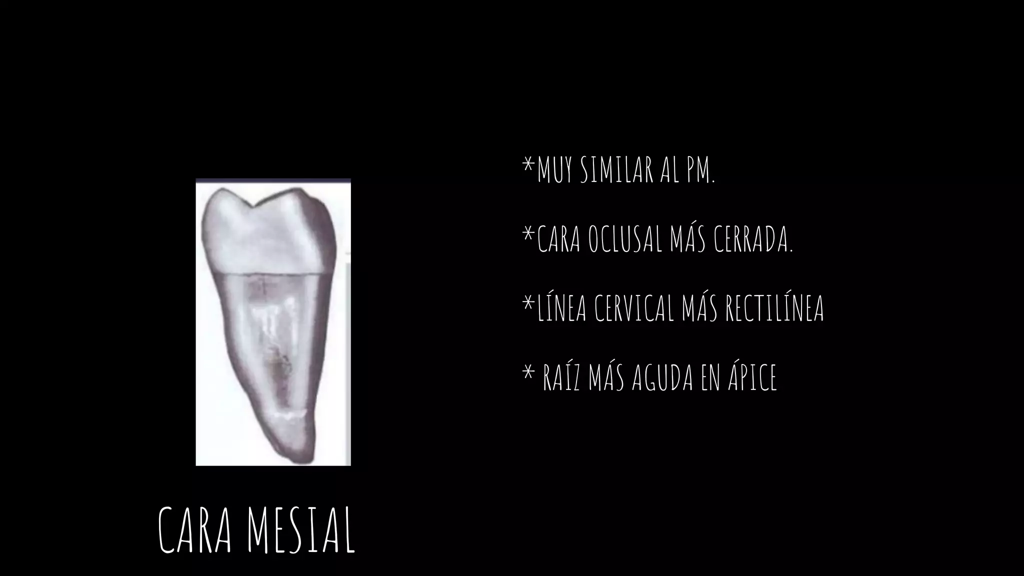 Segundos molares superior e inferior, permanentes. | PDF