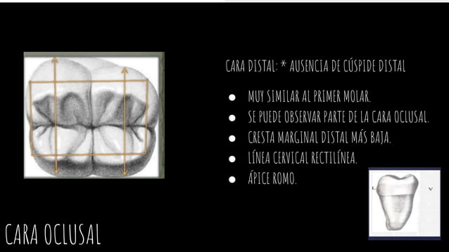 Segundos molares superior e inferior, permanentes. | PDF