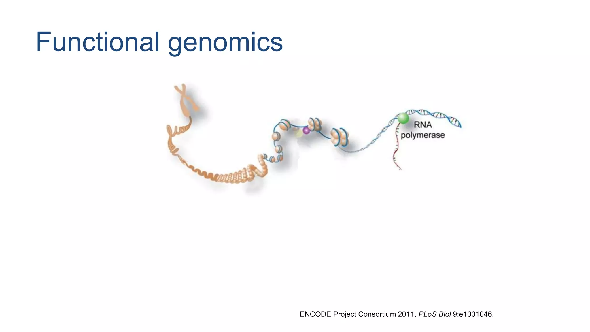 Segway and the Graphical Models Toolkit: a framework for probabilistic genomic inference | PPTX