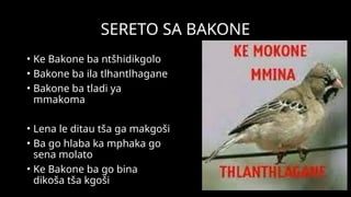 Sehlopha Sa Bakone (Dingwalwa tša Sebjale..pptx