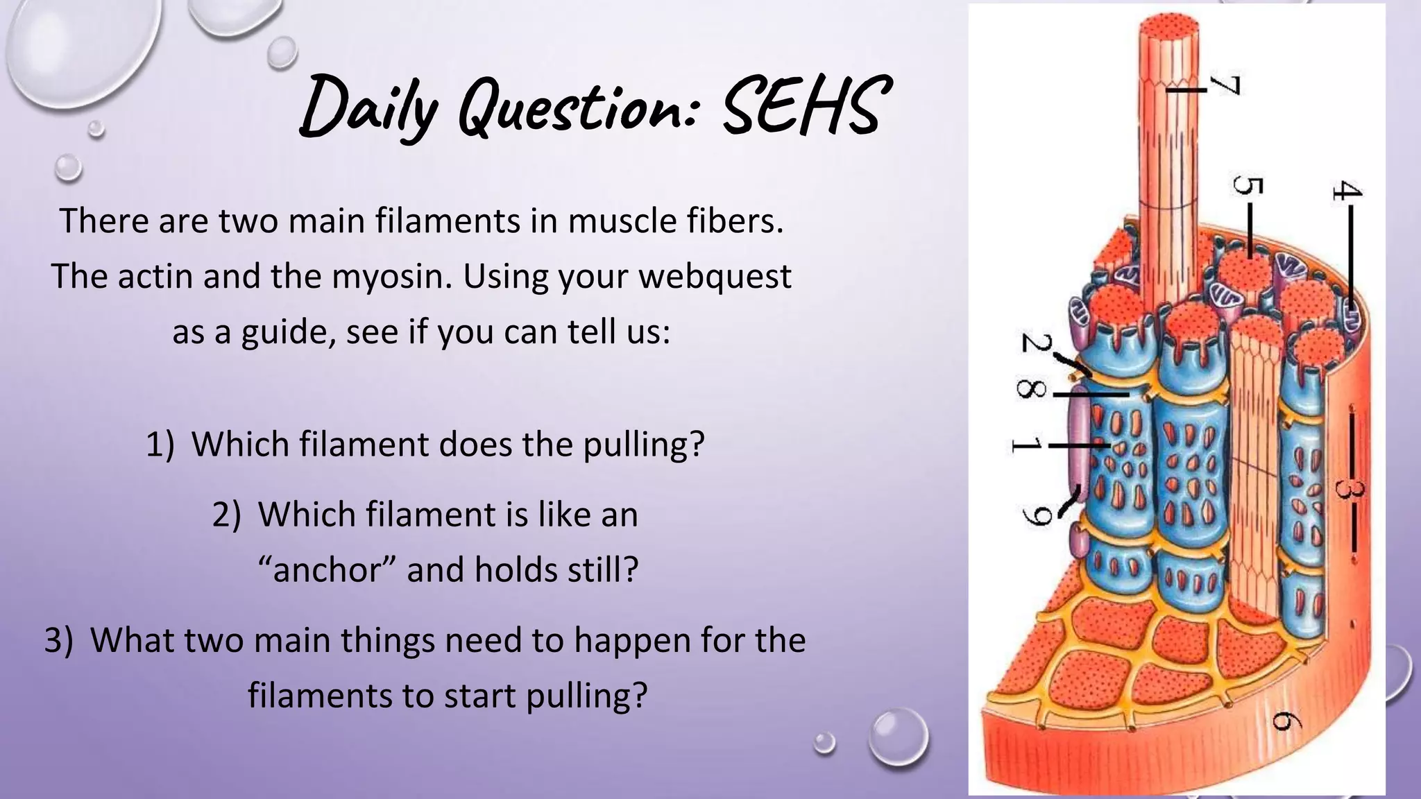 SEHS Daily Questions - Movement Analysis (2022-2023).pptx ...