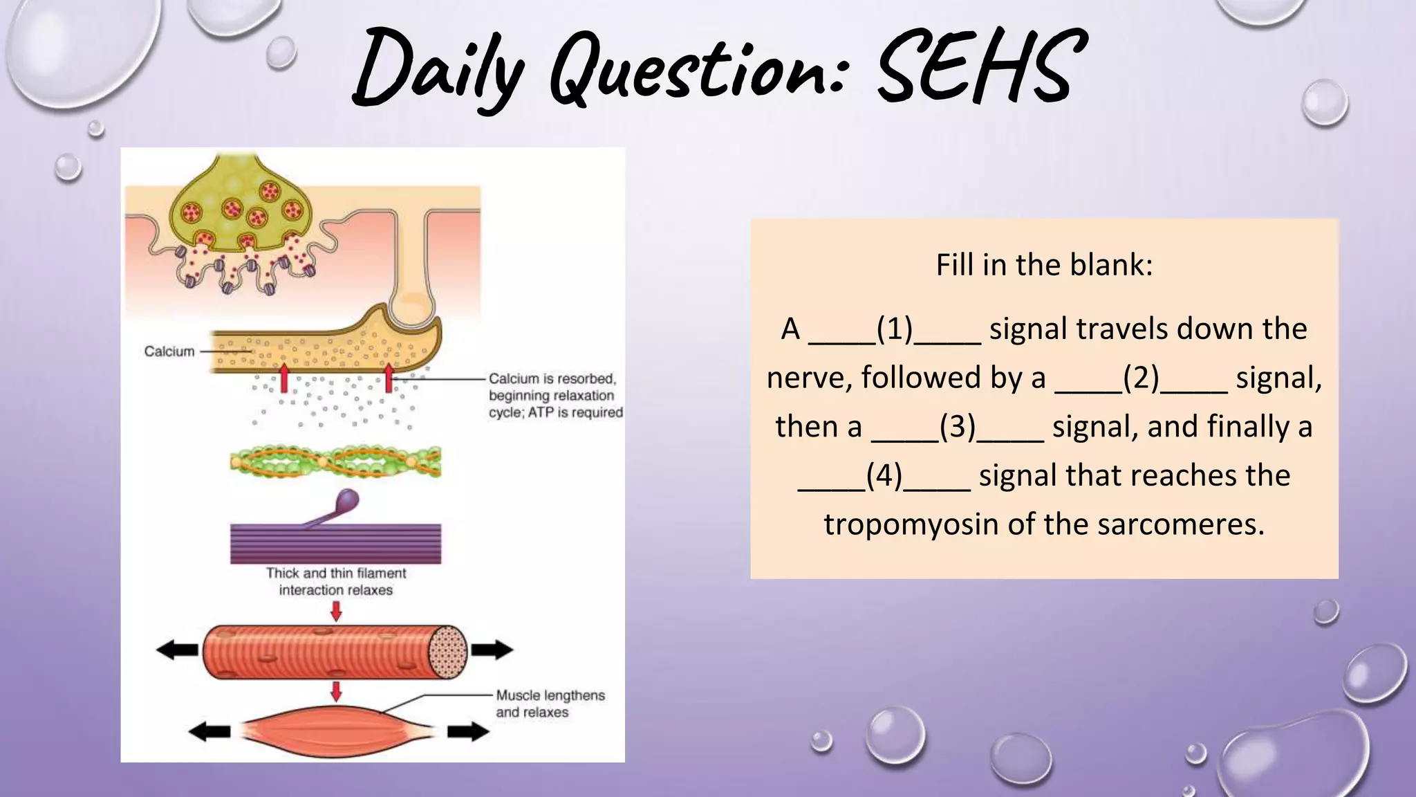 SEHS Daily Questions - Movement Analysis (2022-2023).pptx ...