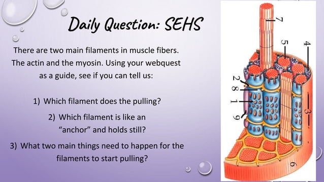 SEHS Daily Questions - Movement Analysis (2022-2023).pptx