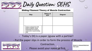 SEHS Daily Questions - Movement Analysis (2022-2023).pptx