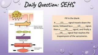 SEHS Daily Questions - Movement Analysis (2022-2023).pptx ...