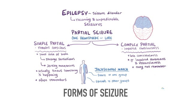 Seizure localization; based on semiology | PDF | Brain and Nervous ...
