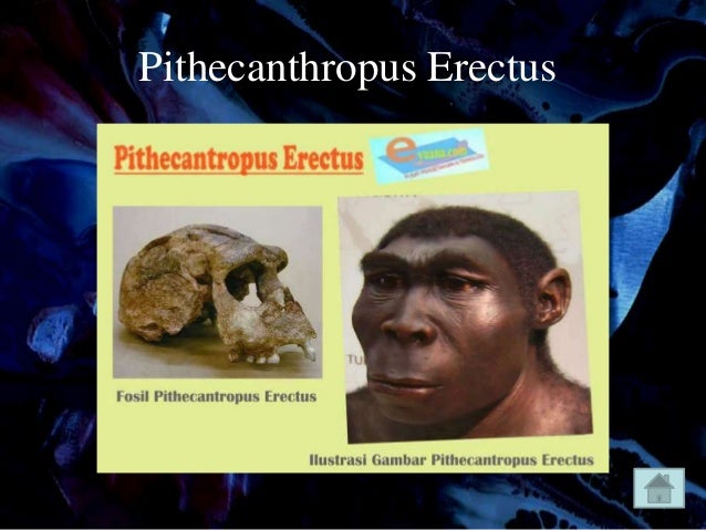 Sejarah Manusia Purba