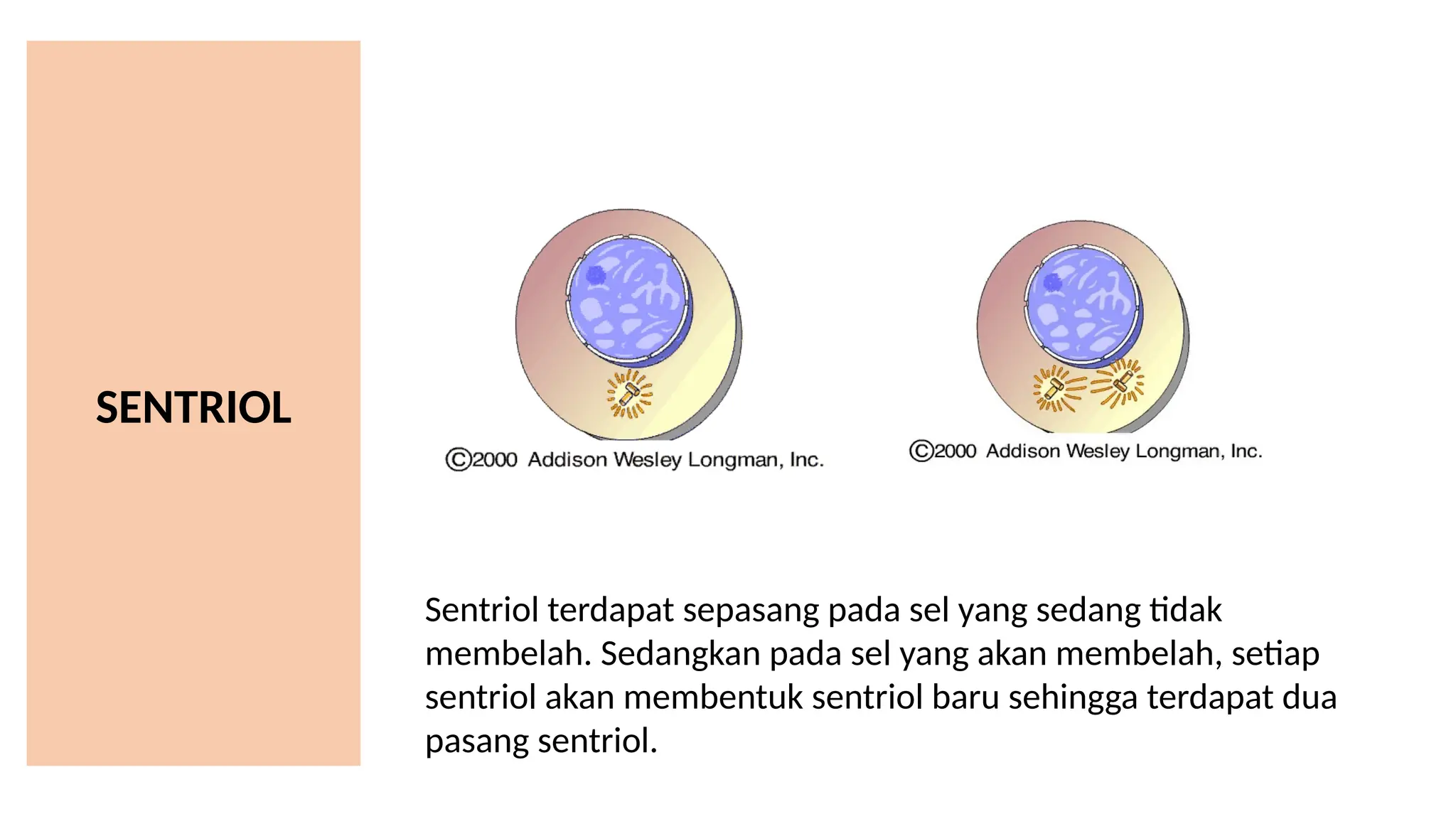 Sejarah Perkembangan Biologi Sel ...pptx