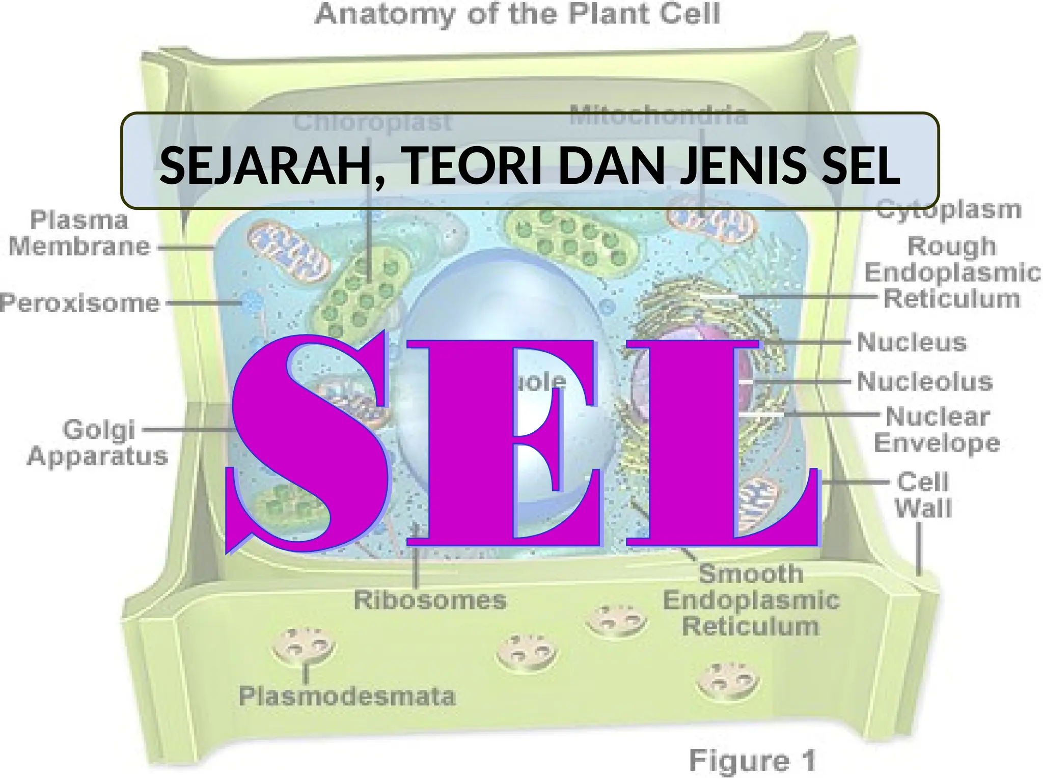 Materi Biologi Sejarah Teori dan Jenis Sel | PPT