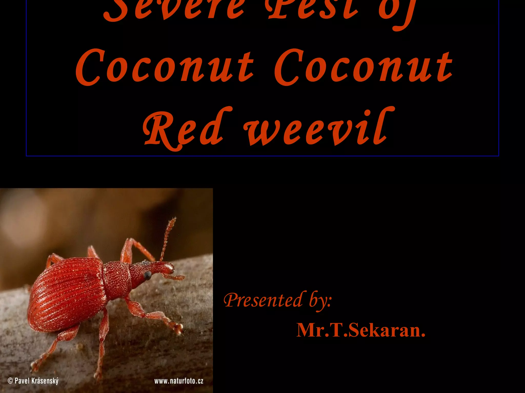 Coconut Red weevil | PPT