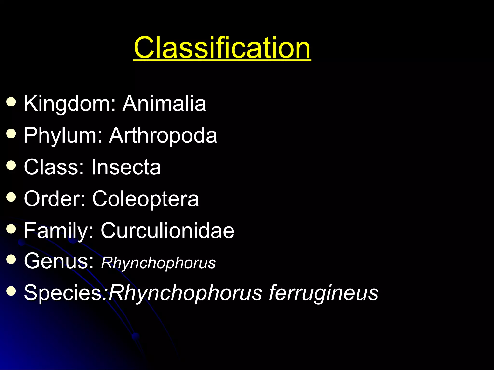 Coconut Red weevil | PPT