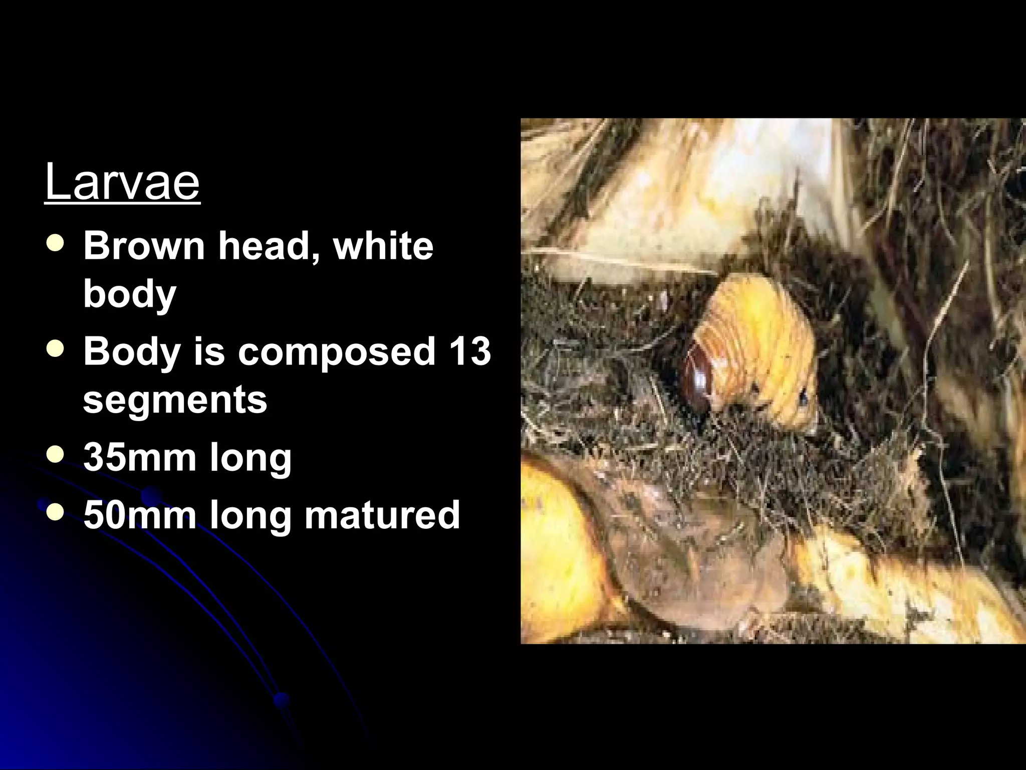 Coconut Red weevil | PPT