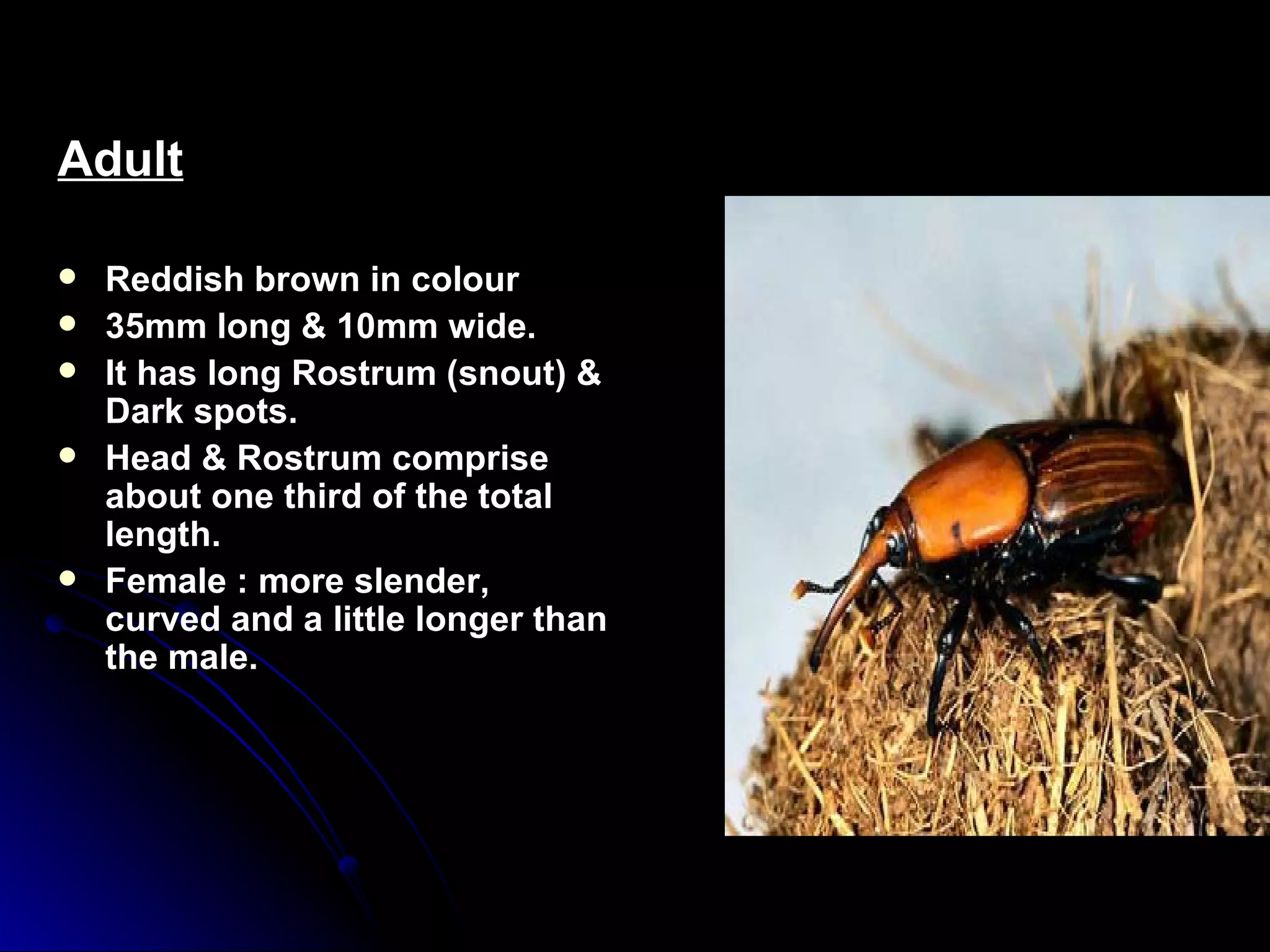 Coconut Red weevil | PPT