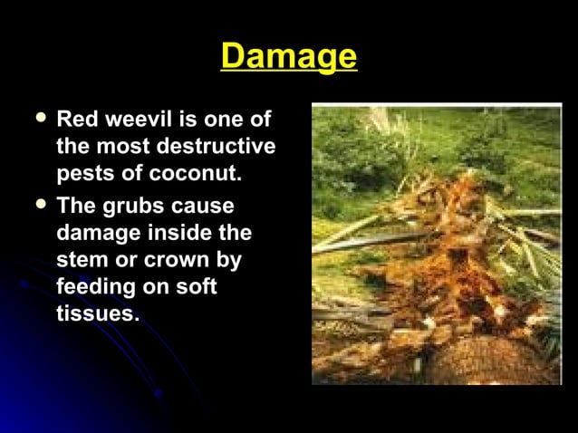 Coconut Red weevil | PPT