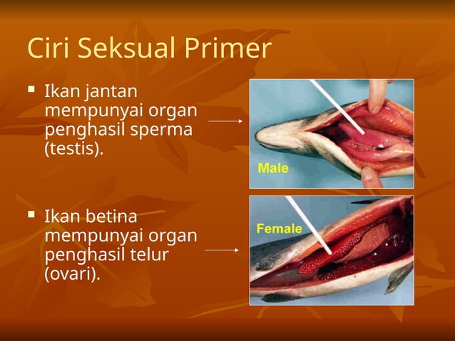 FISIOLOGI BIOTA AIR - SEKSUALITAS IKAN.pptx