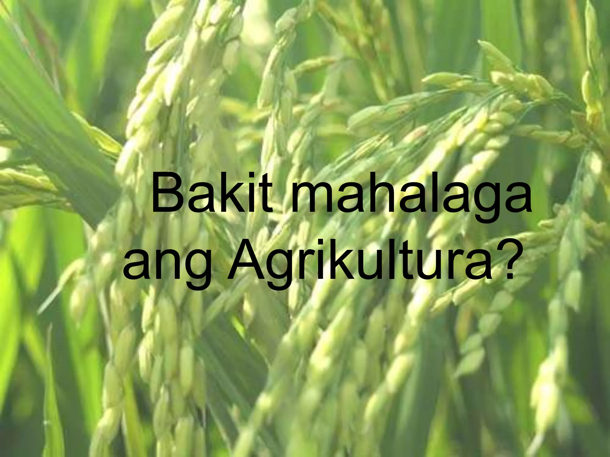 sektor-ng-agrikultura.ppt