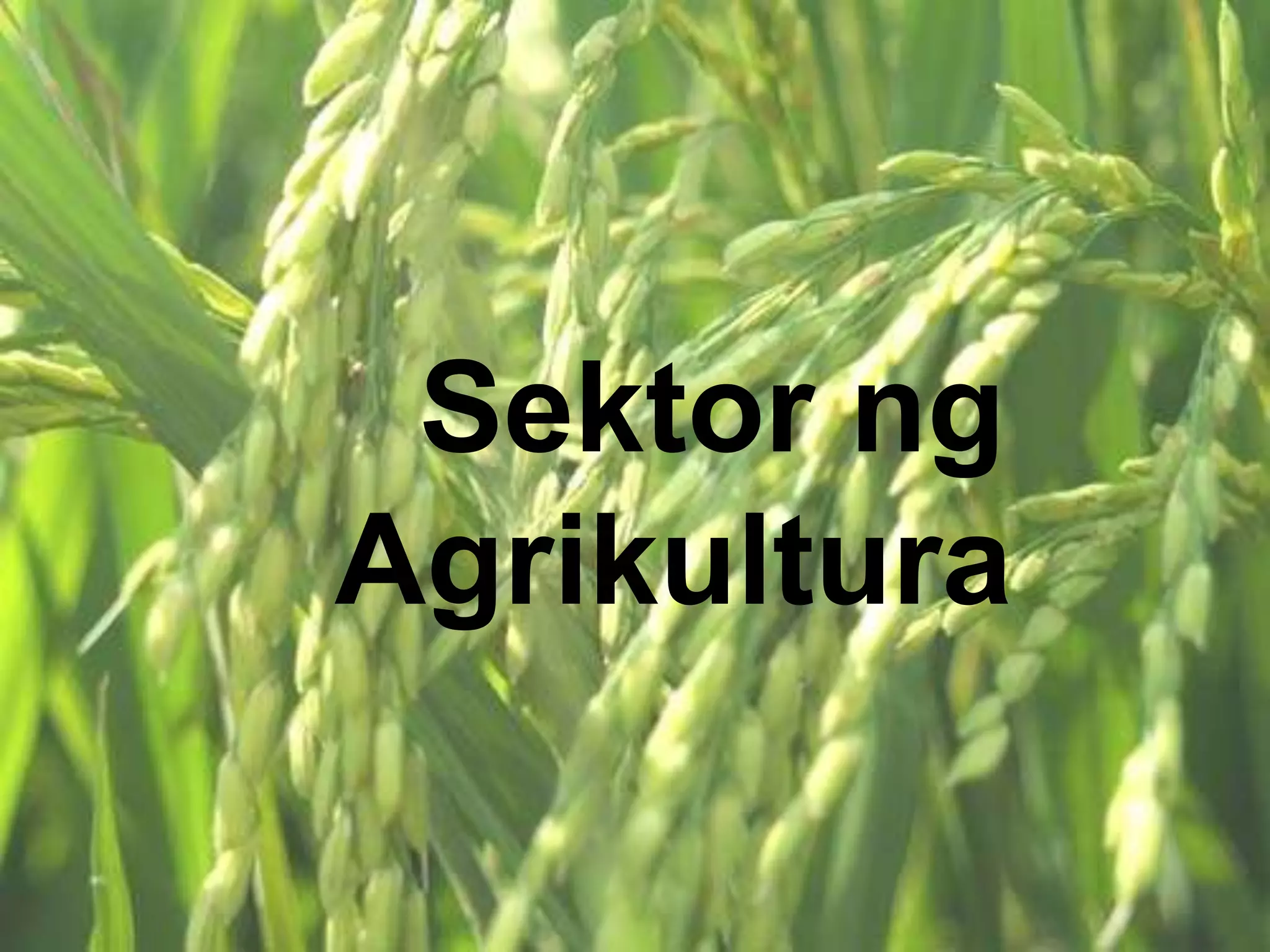 sektor-ng-agrikultura.ppt