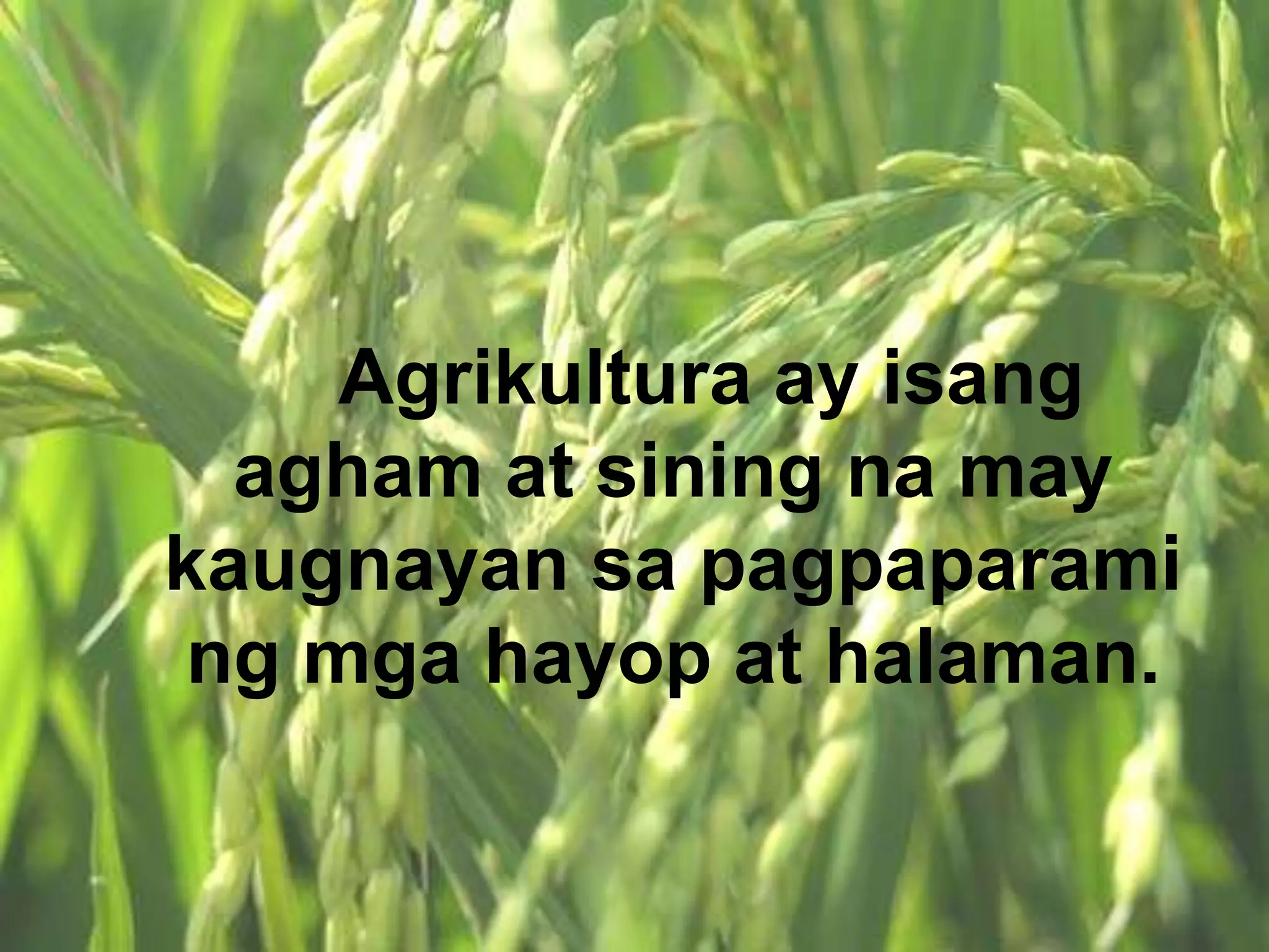 sektor-ng-agrikultura.ppt