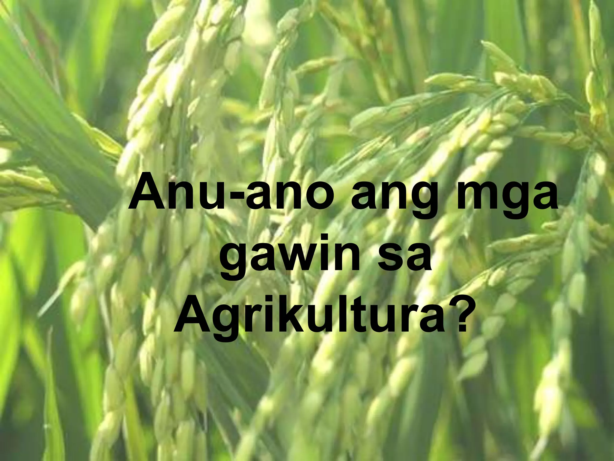 sektor-ng-agrikultura.ppt