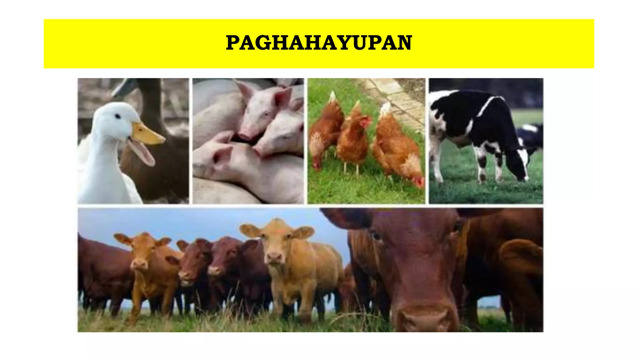 Sektor ng Agrikultura.pptx