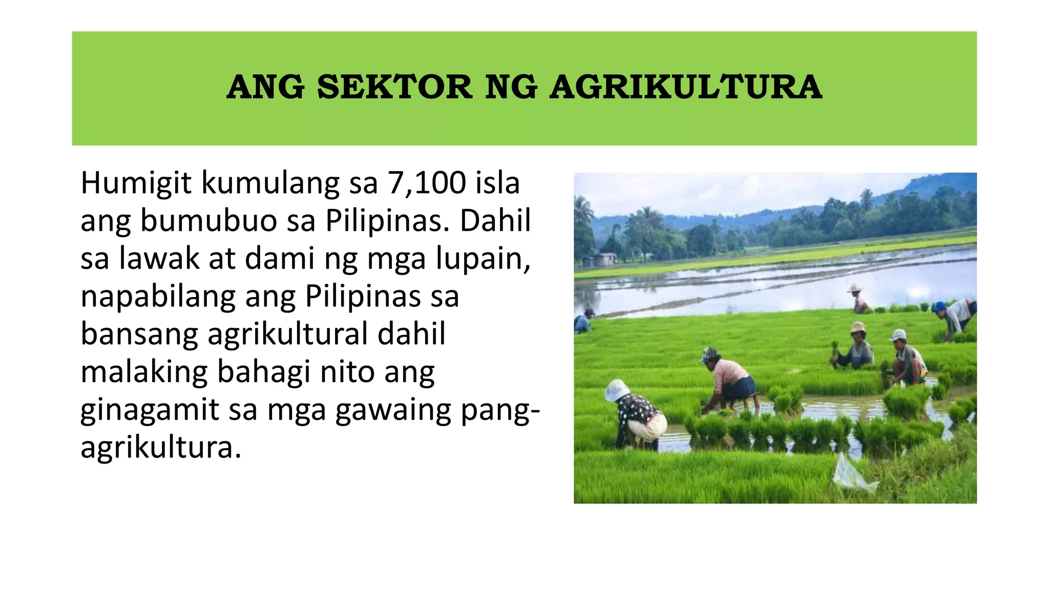 Sektor ng Agrikultura.pptx