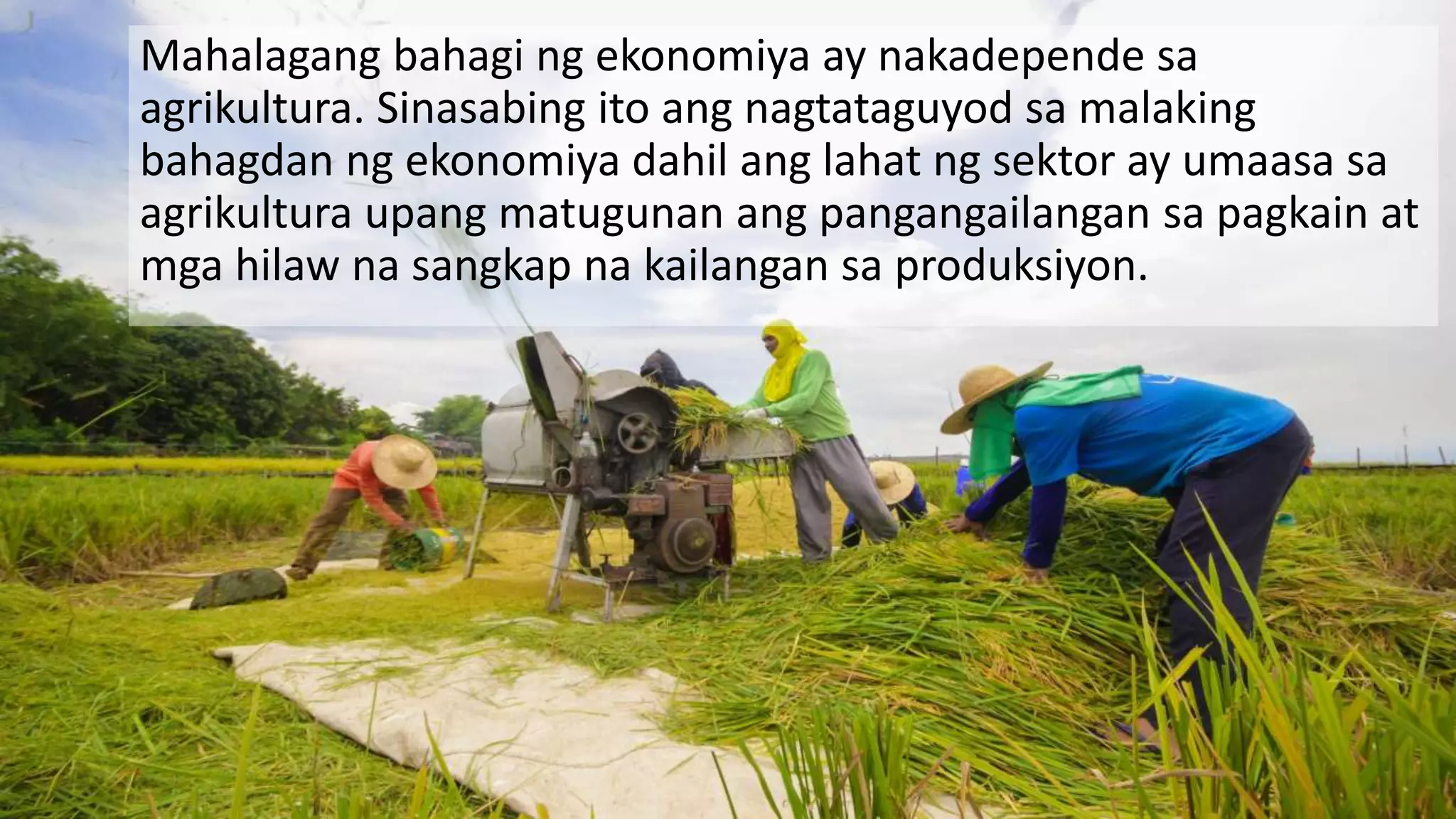 Sektor ng Agrikultura.pptx