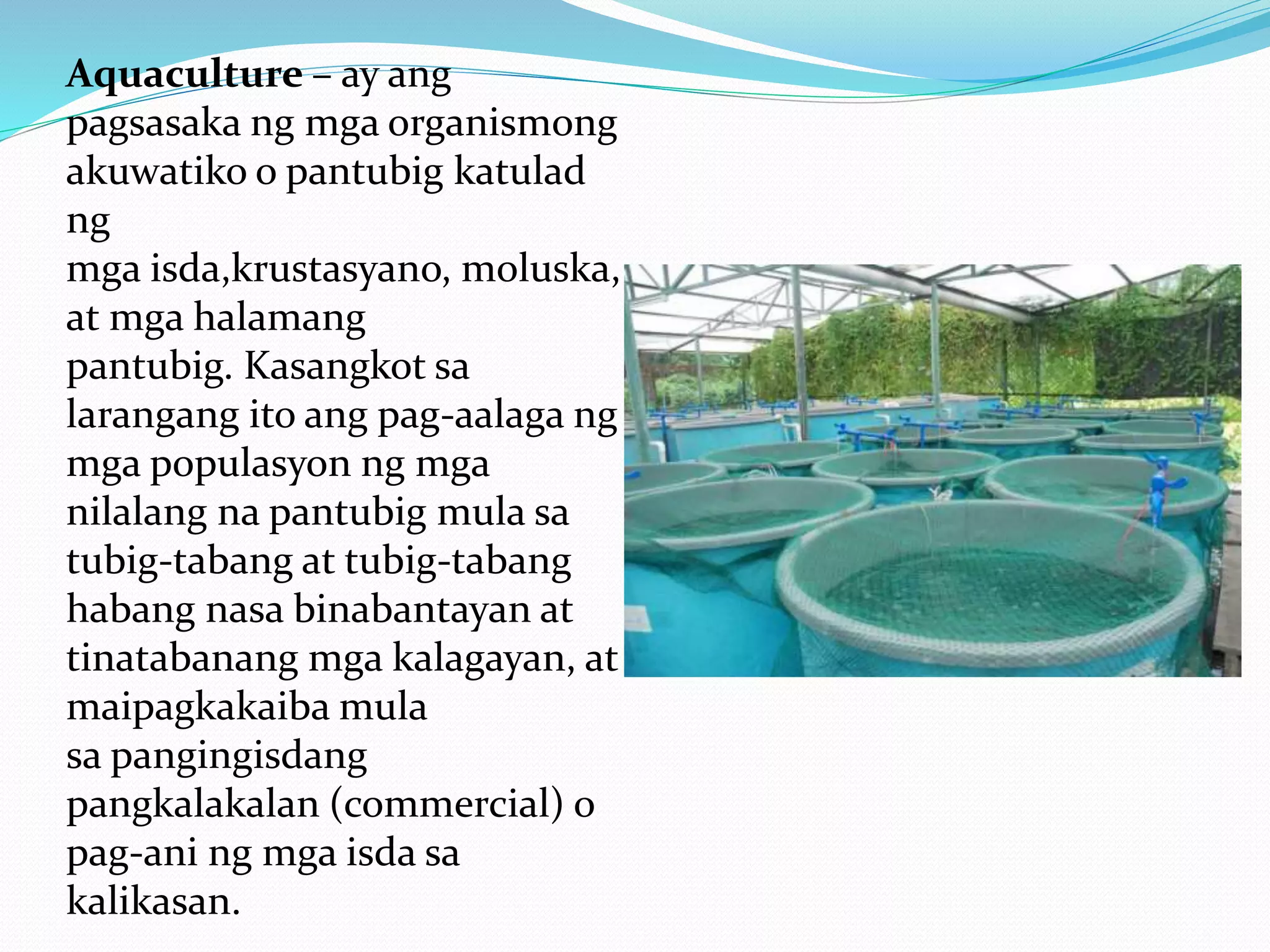 Sektor pangingisda | PPTX