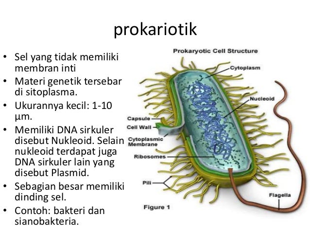 Prokaryoticka Bunka
