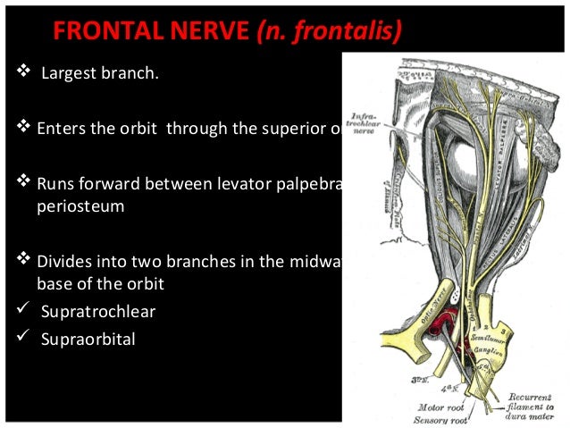Trigeminal Nerve