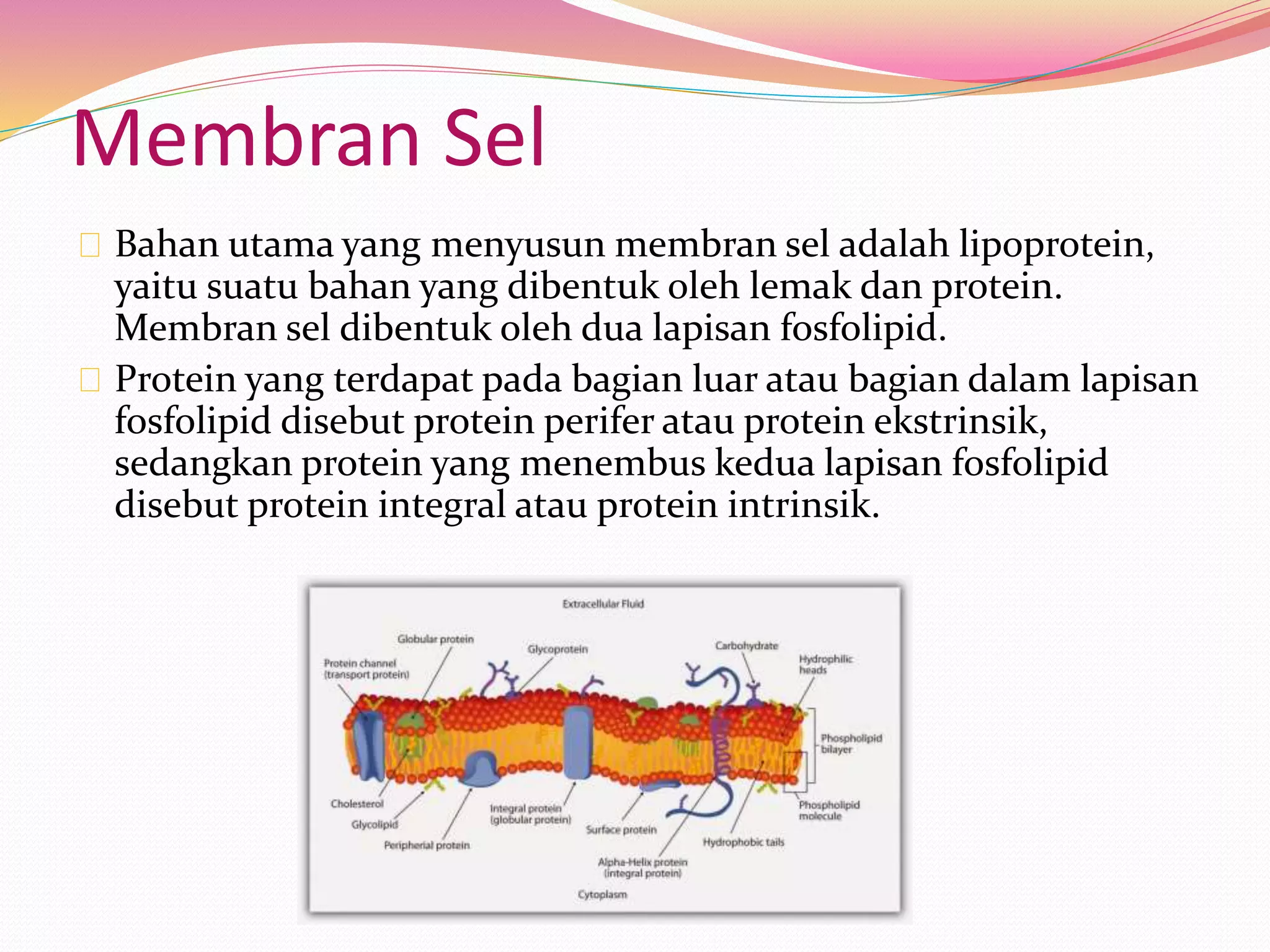 Teori dan Struktur Sel | PPT