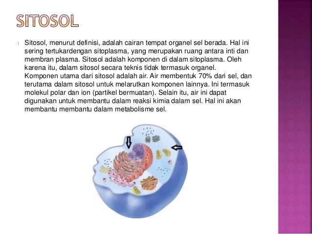 Teori dan Struktur Sel