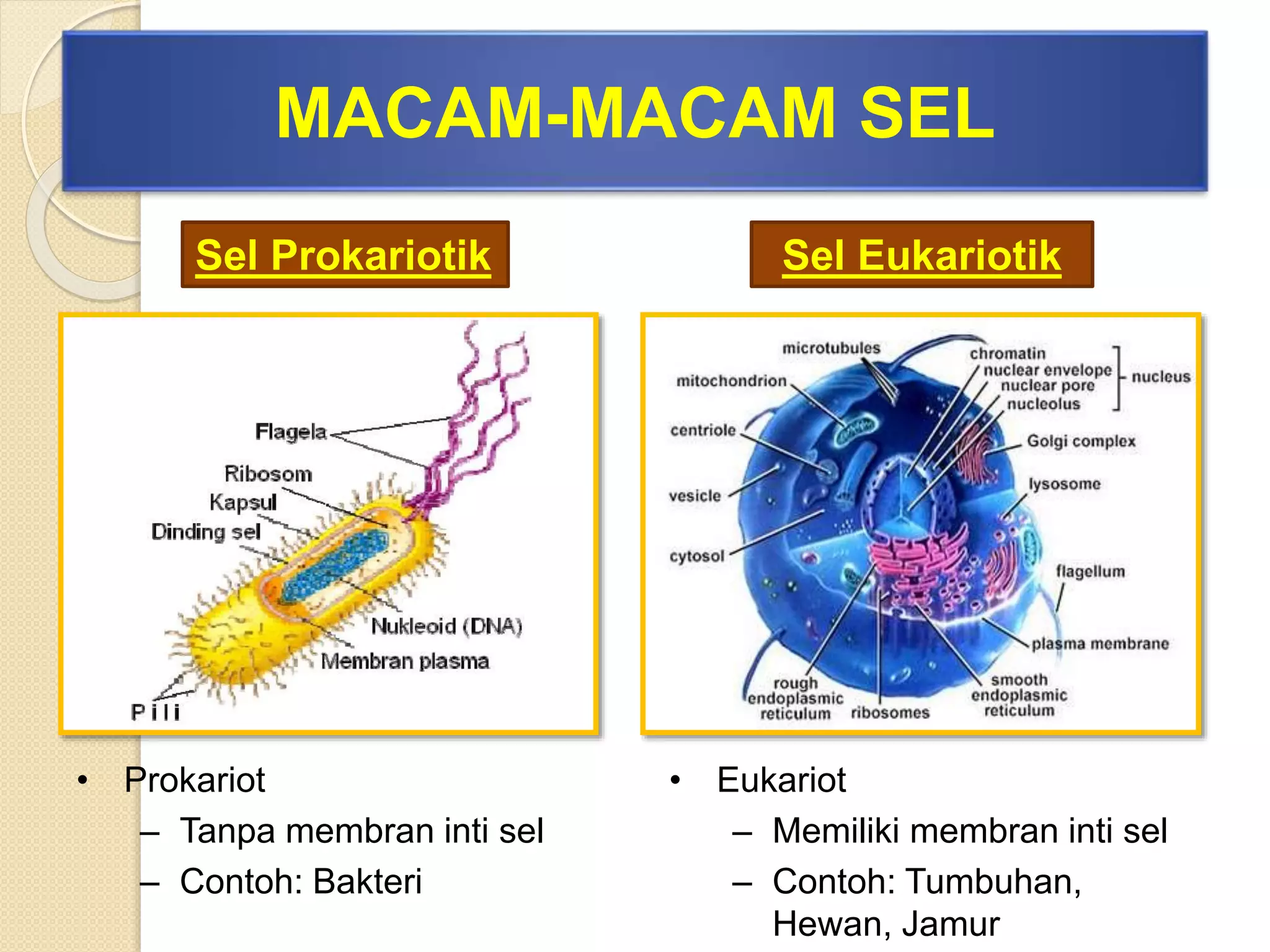 Sel | PPT