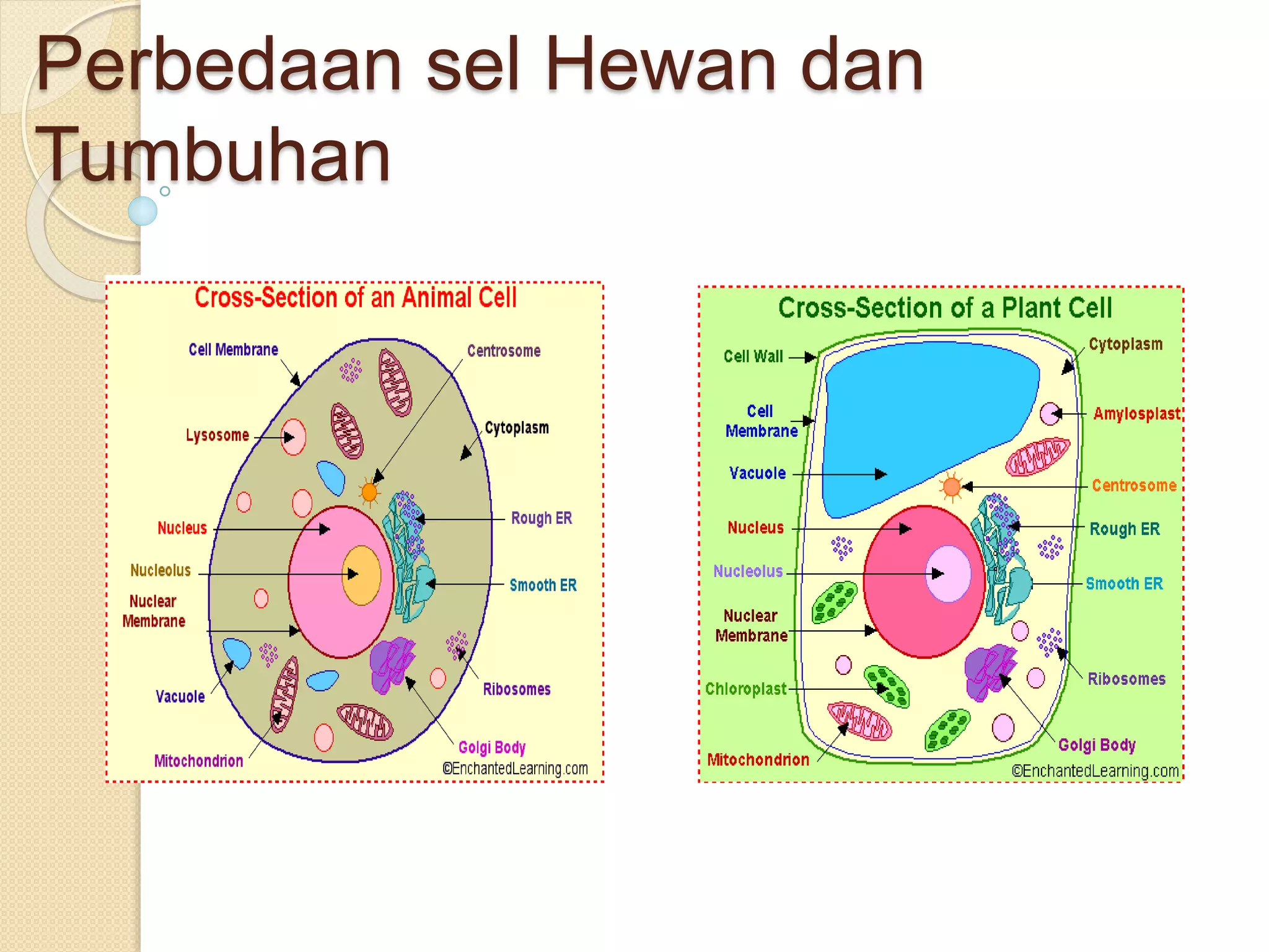Sel | PPT