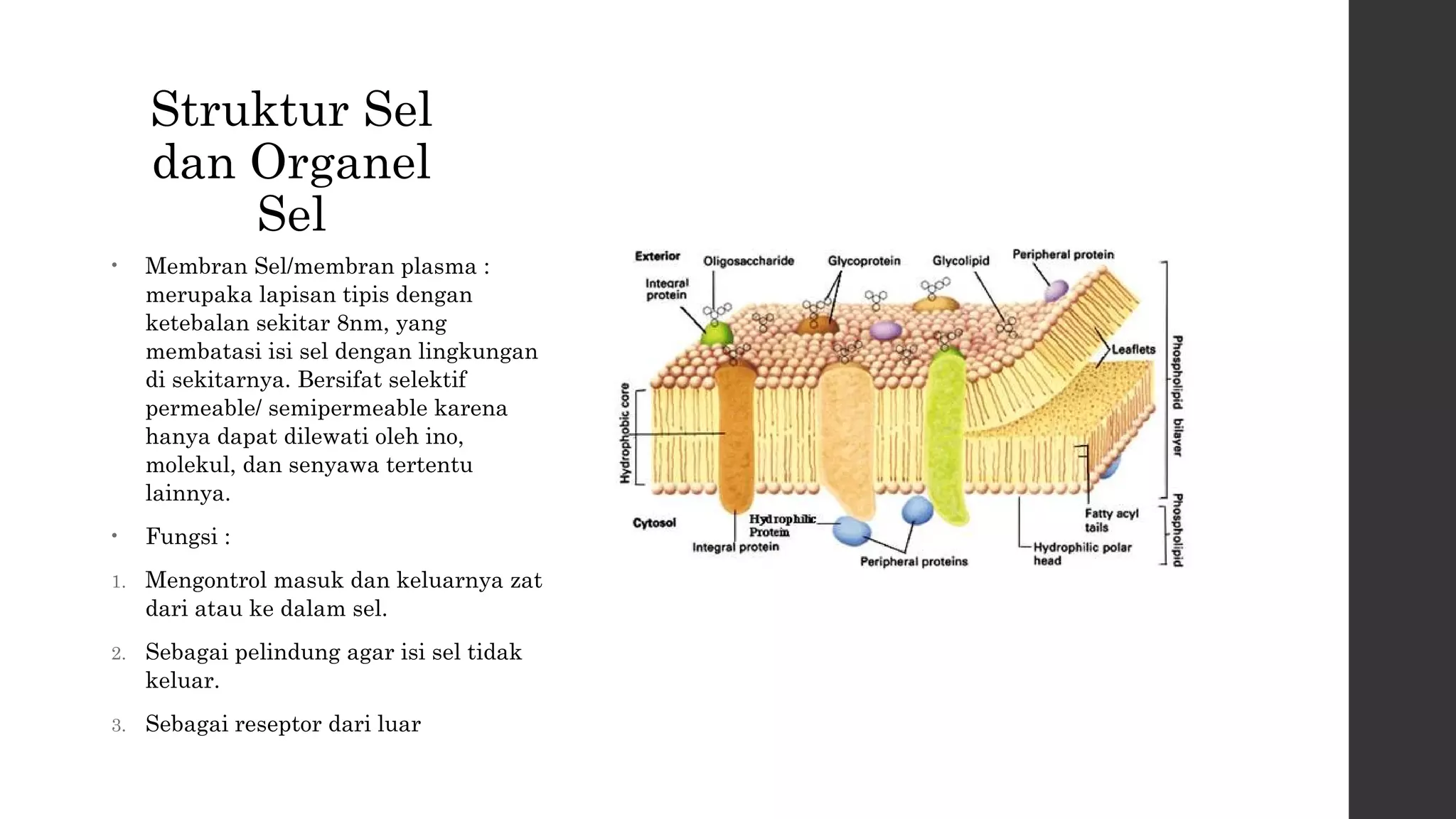 Biologi Sel kelas XI kurikulum 2013 ppt | PPT
