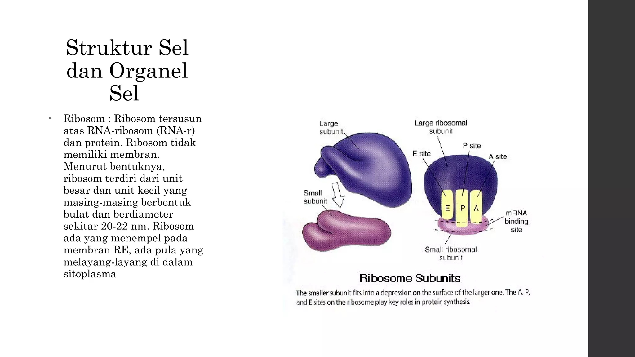 Biologi Sel kelas XI kurikulum 2013 ppt | PPT