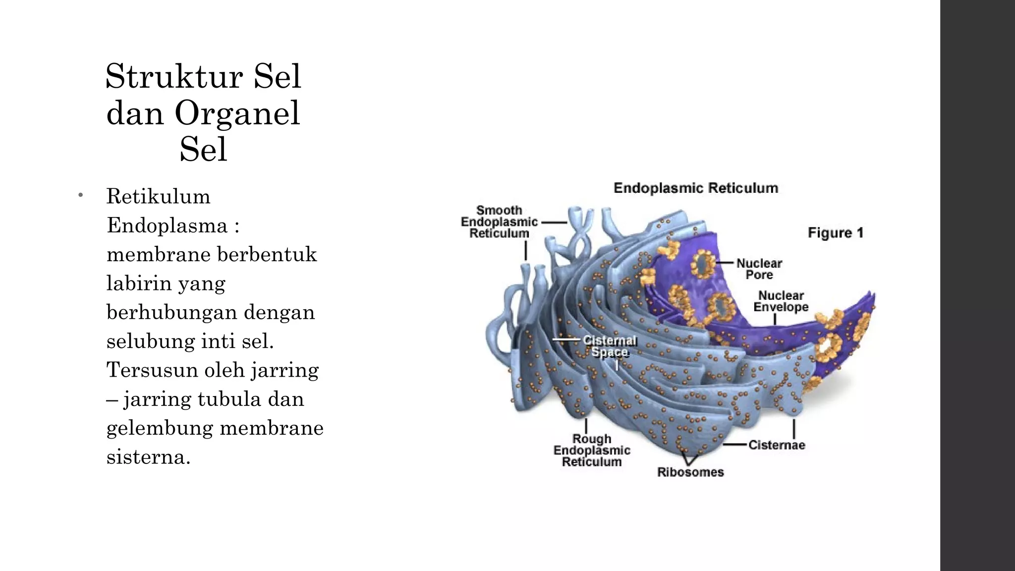 Biologi Sel kelas XI kurikulum 2013 ppt | PPT