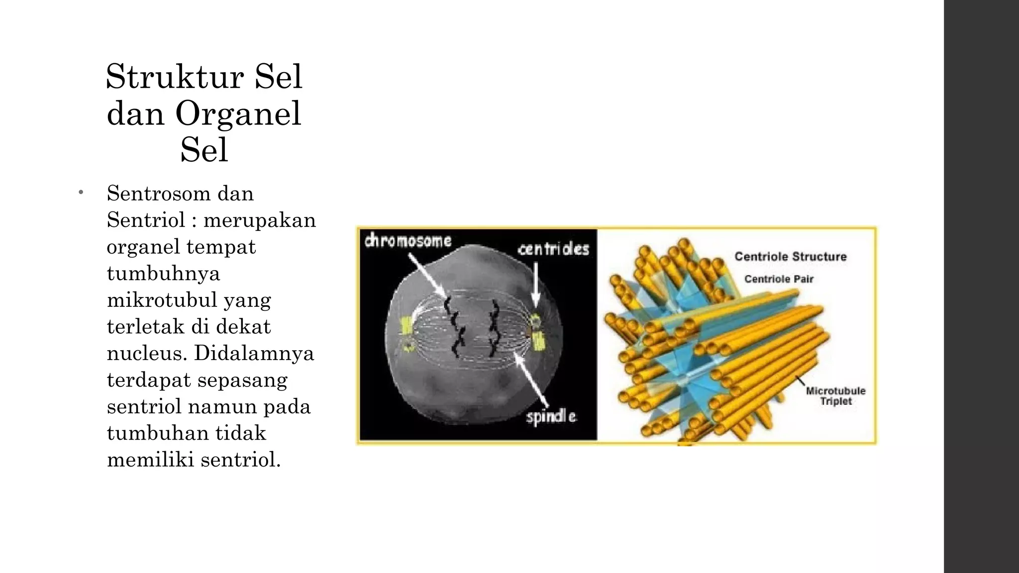 Biologi Sel kelas XI kurikulum 2013 ppt | PPT