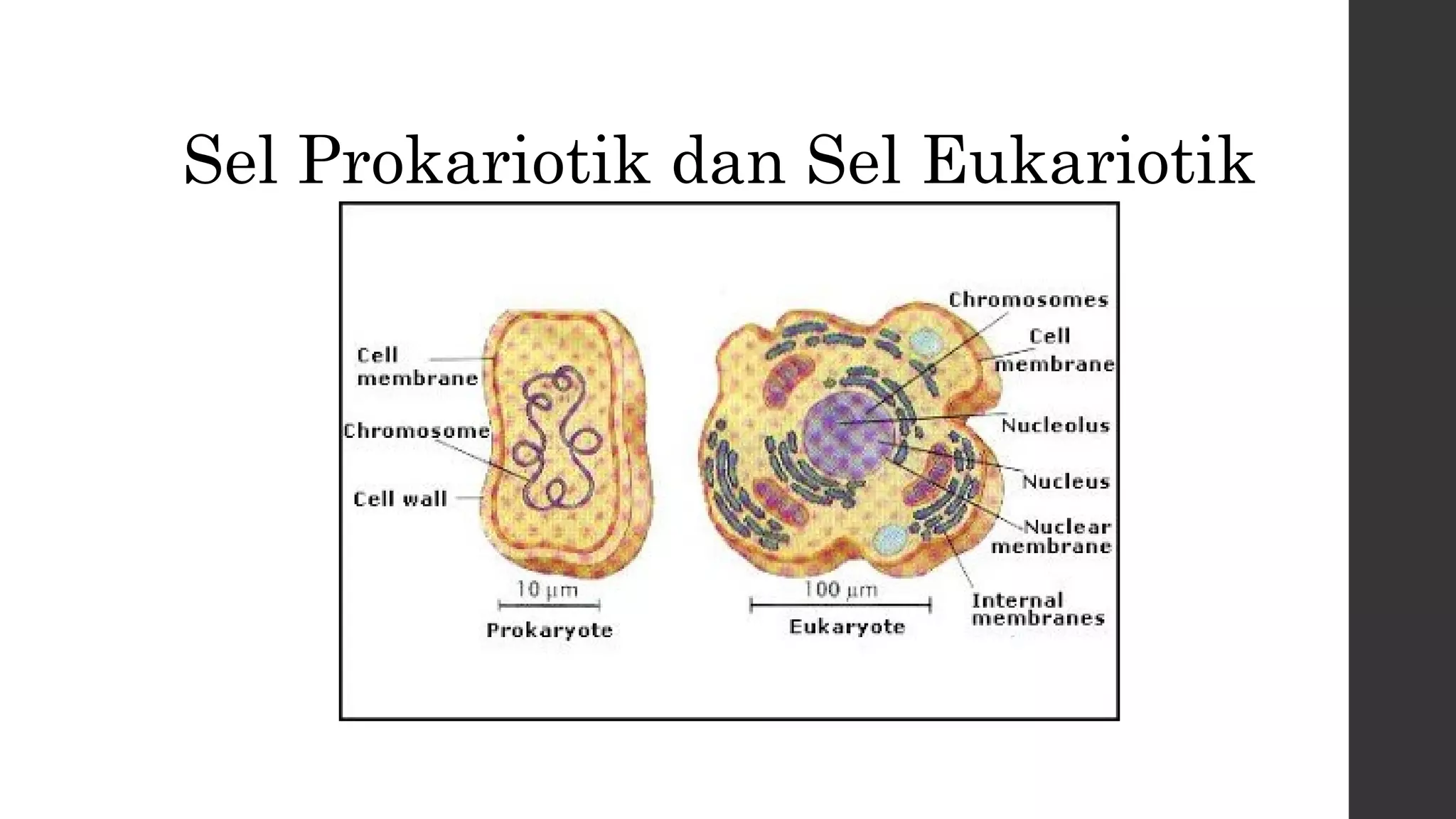 Biologi Sel kelas XI kurikulum 2013 ppt | PPT