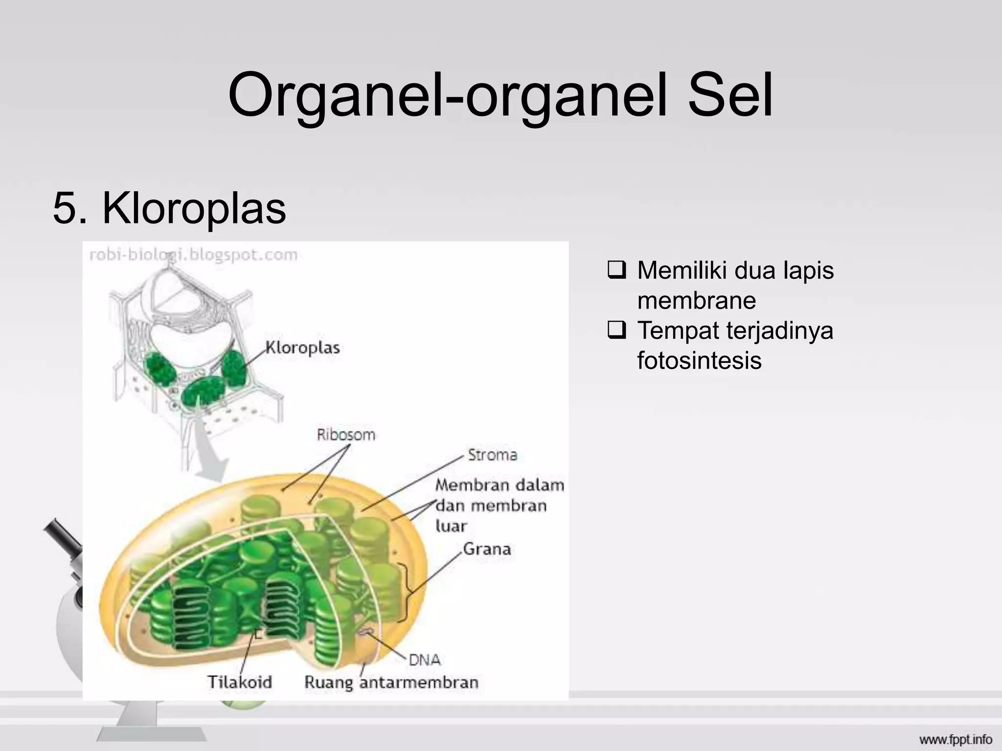 Sel.ppt