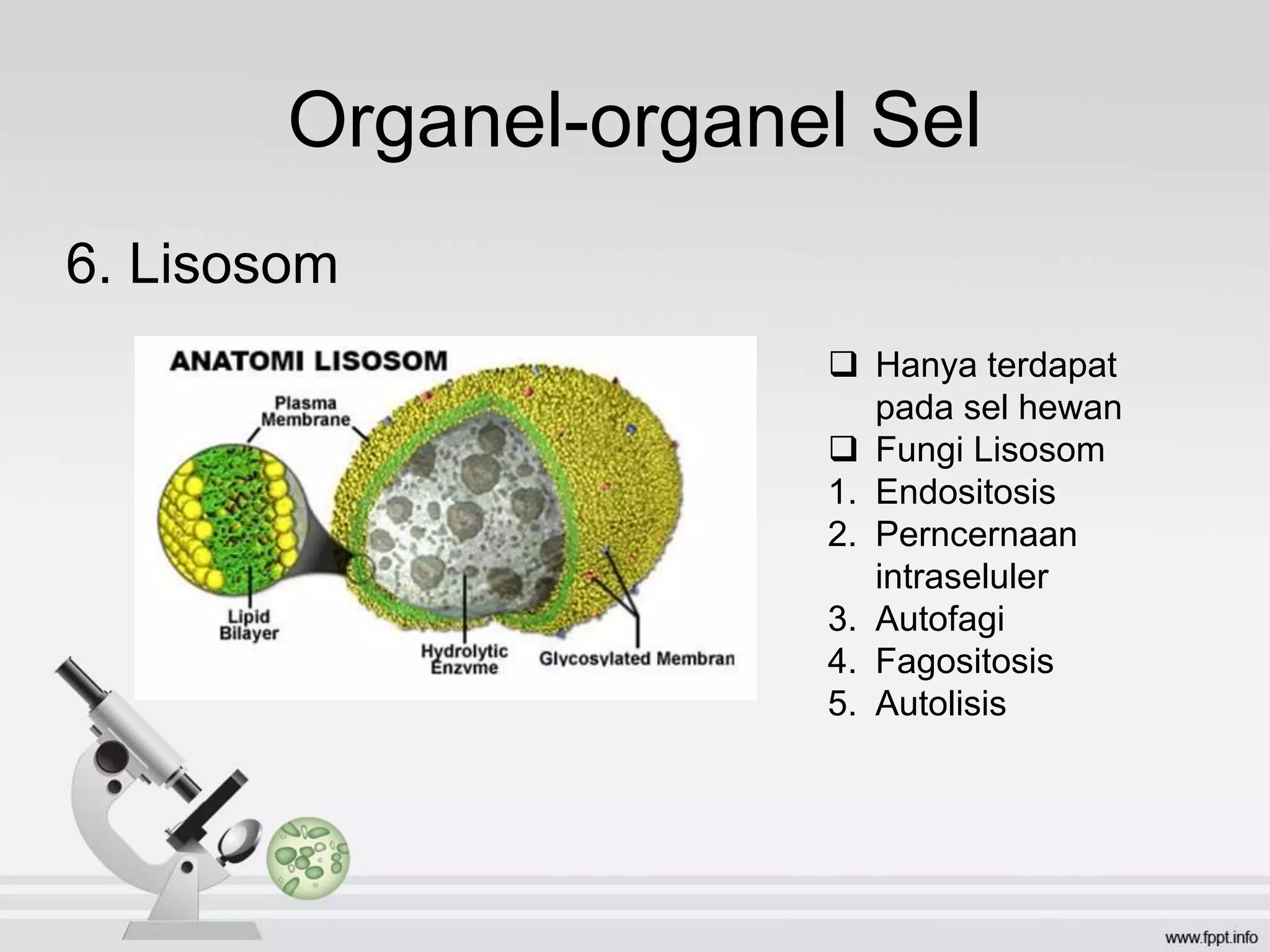 Sel.ppt