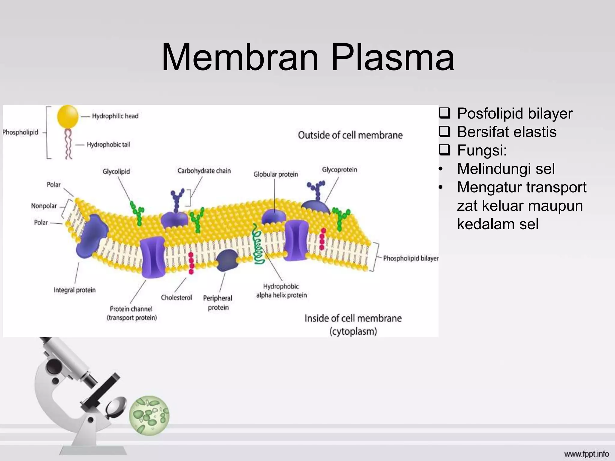 Sel.ppt