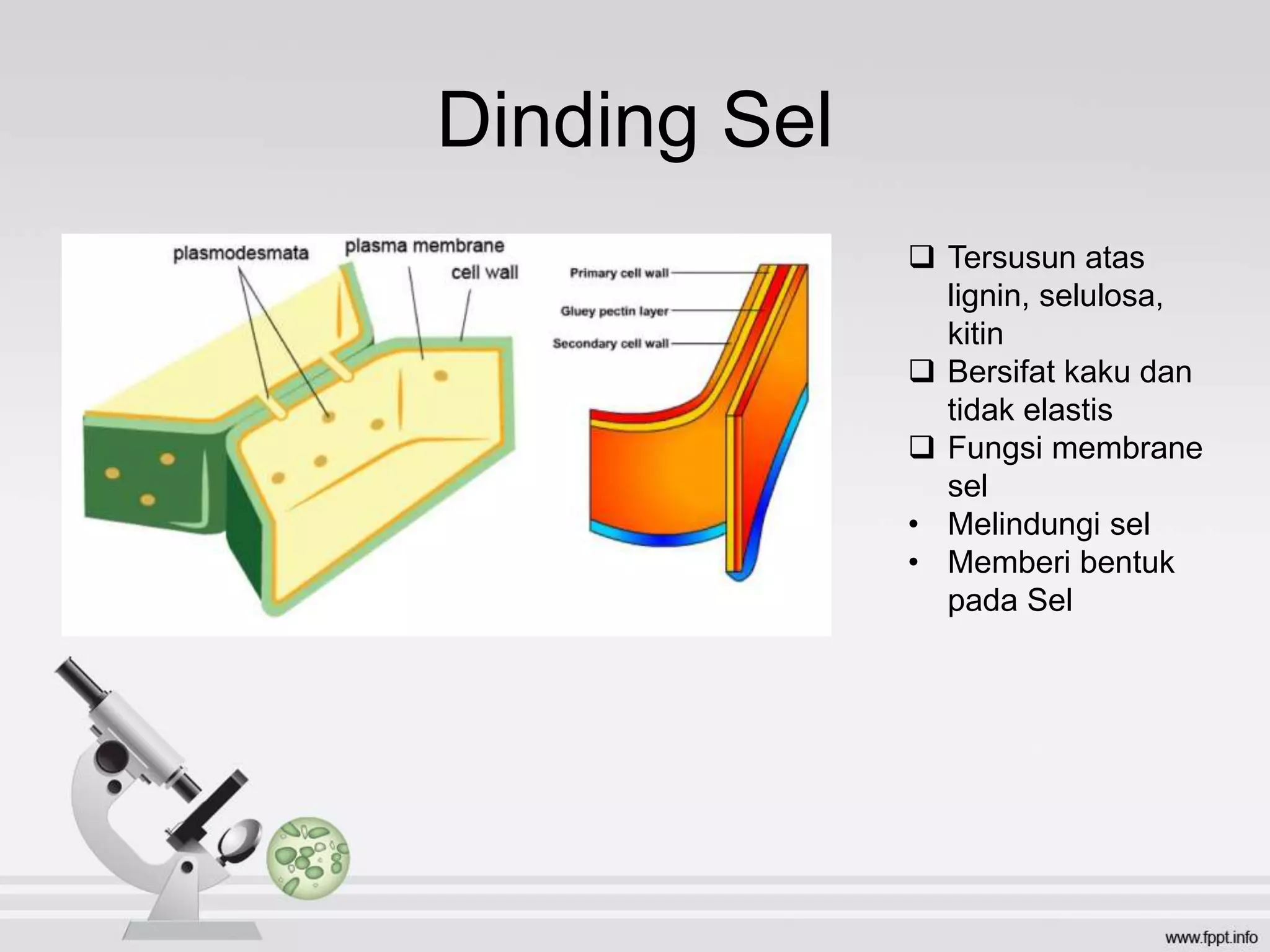 Sel.ppt