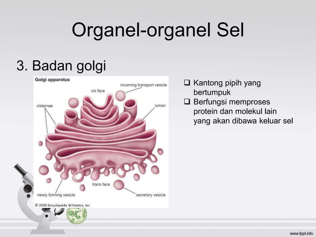 Sel.ppt