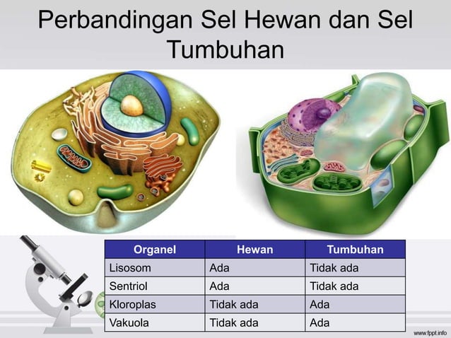 Sel.ppt