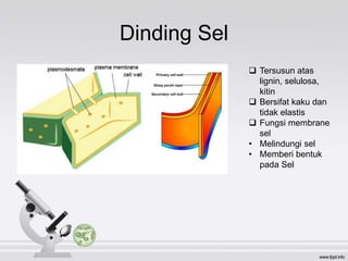 Sel.ppt