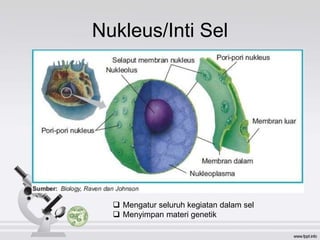 Sel.ppt