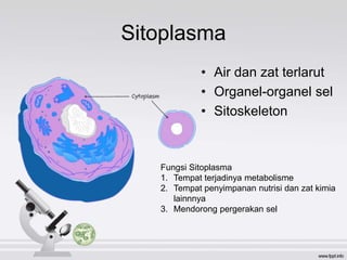 Sel.ppt