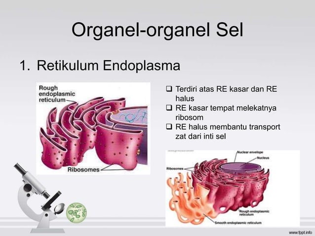 Sel.ppt